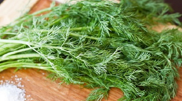 Растение укроп: фото, описание, лучшие сорта, видео посева и ухода за ...